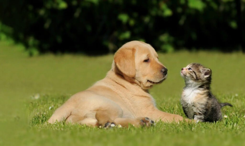 European Pet Transportation Services | 101 Pet Express